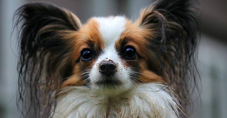 15 důvodů, proč si (ne)pořizovat papillona | Hobbio.cz