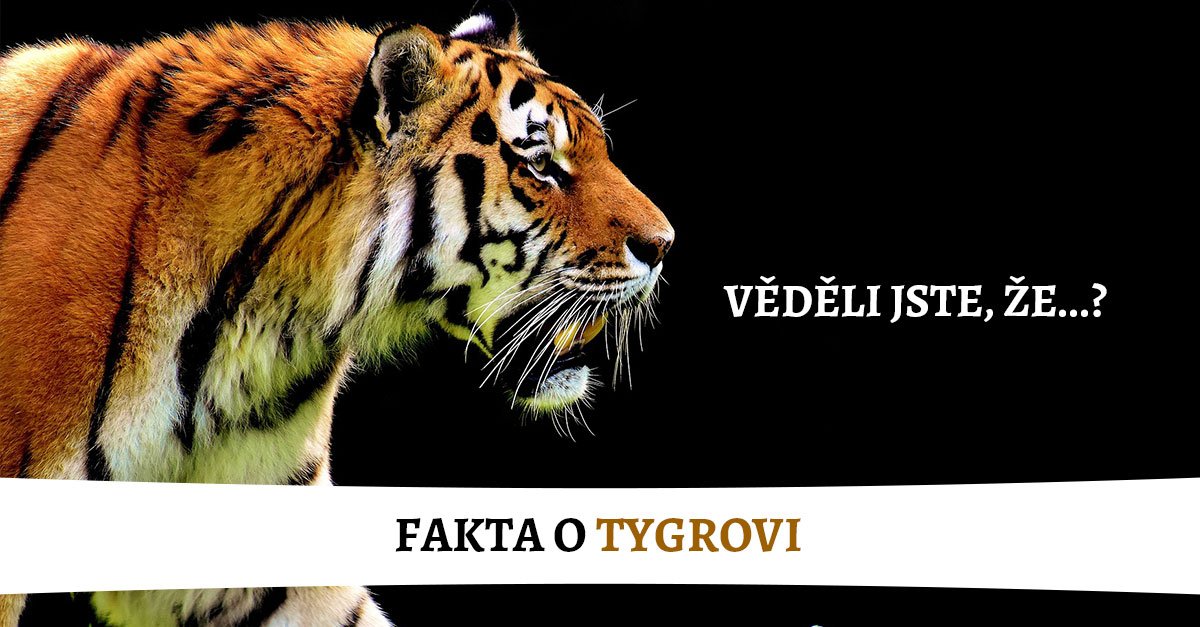 14 úžasných faktů a zajímavostí o tygrovi | Hobbio.cz