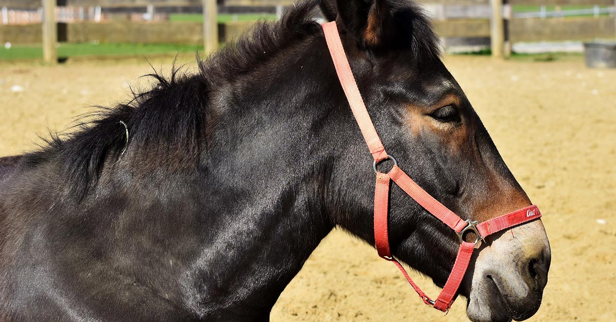 15 důvodů, proč si (ne)pořizovat mulu | Hobbio.cz