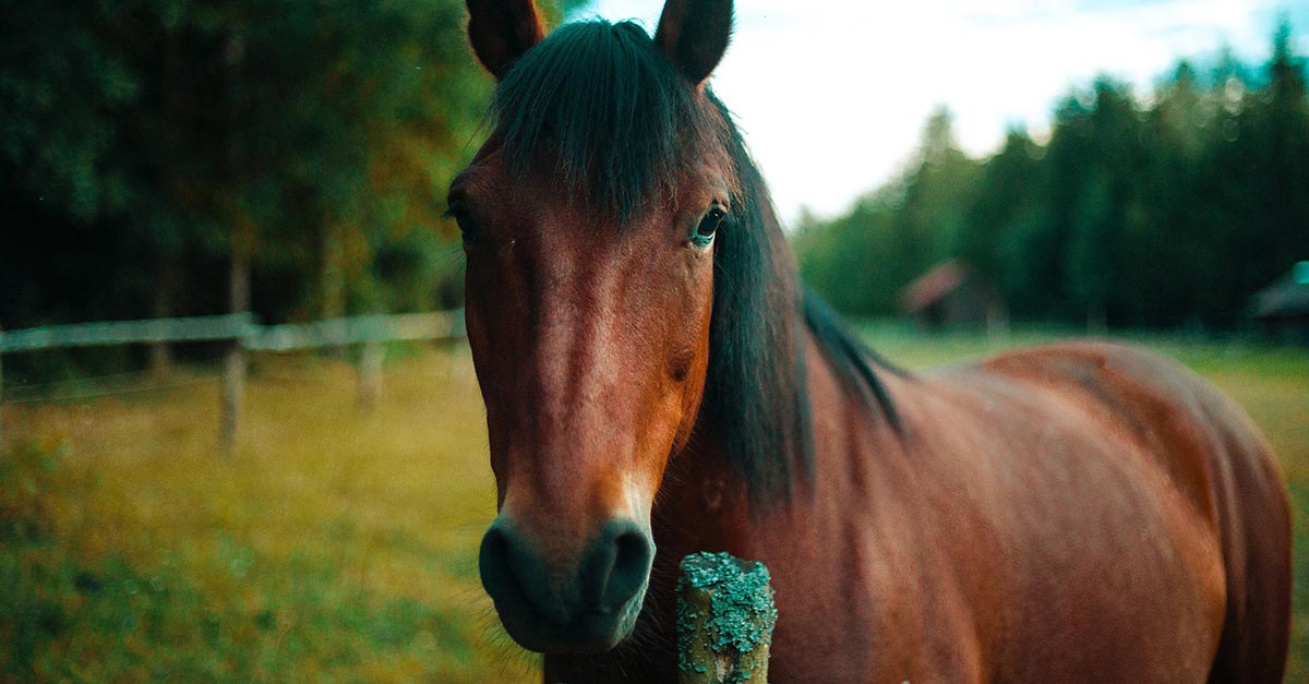 18 důvodů, proč si (ne)pořizovat hucula | Hobbio.cz