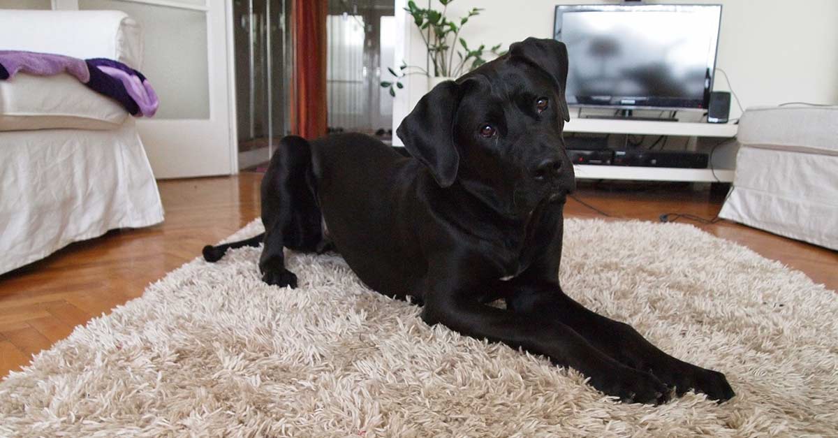 15 důvodů, proč si (ne)pořizovat tosa-inu | Hobbio.cz