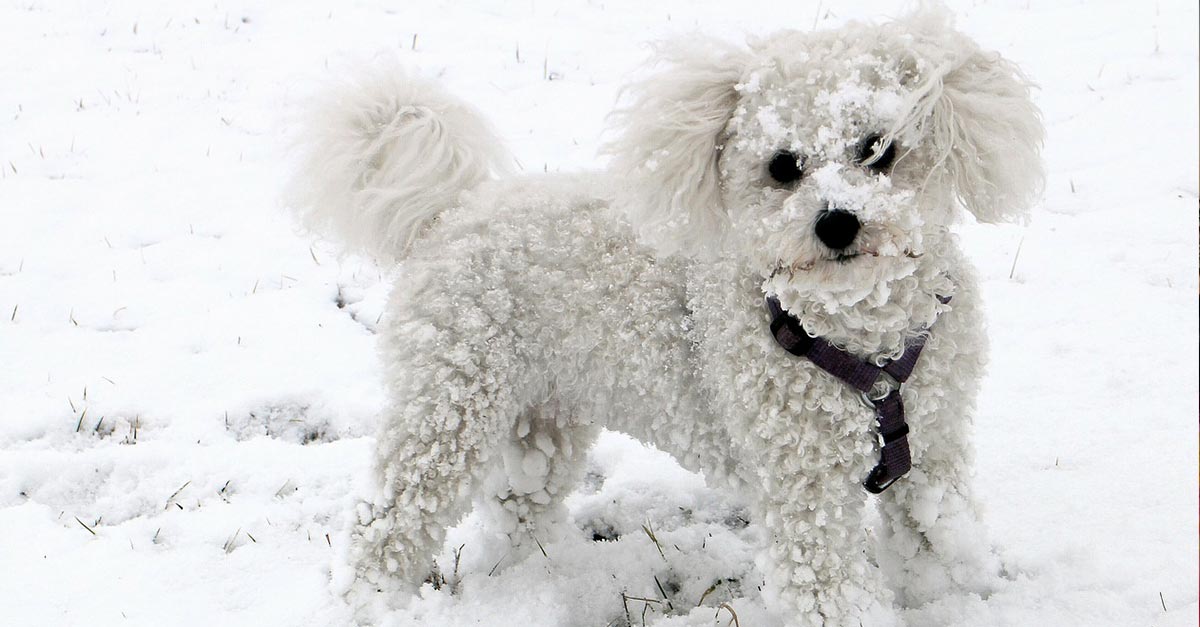 10 nejoblíbenějších krátkosrstých plemen psů | Hobbio.cz