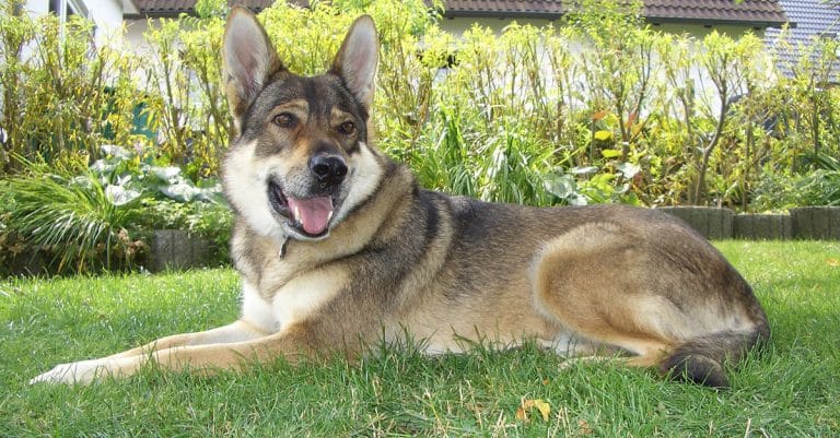 18 důvodů, proč si (ne)pořizovat československého vlčáka