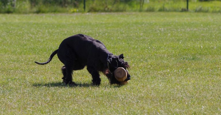 16 nejlepších psů pro alergiky: hypoalergenní pes | Hobbio.cz