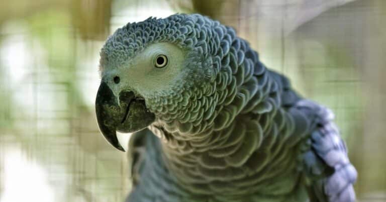 15 nejúžasnějších druhů papoušků a exotů [nejoblíbenější] | Hobbio.cz