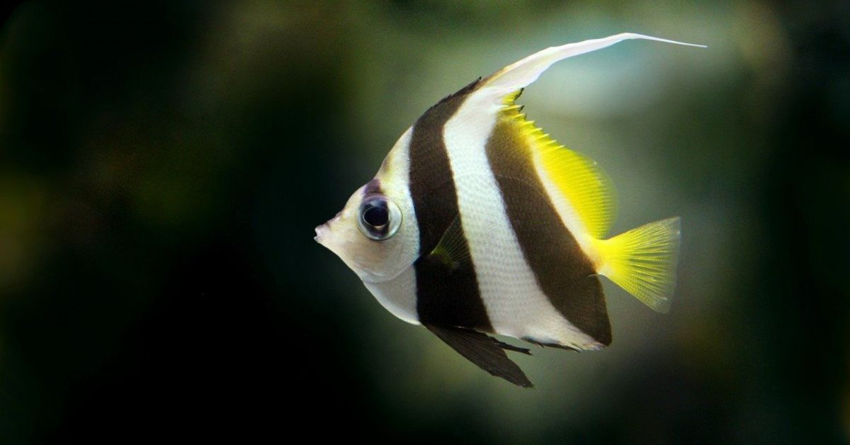 10 nejodolnějších rybiček do akvária pro začátečníky [nenáročné ...