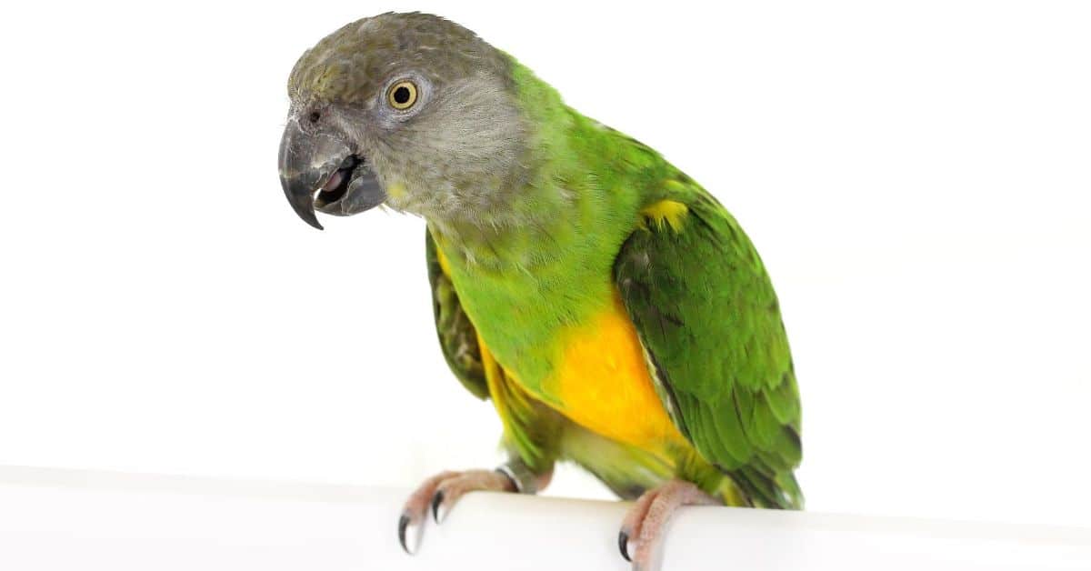 15 nejúžasnějších druhů papoušků a exotů [nejoblíbenější] | Hobbio.cz