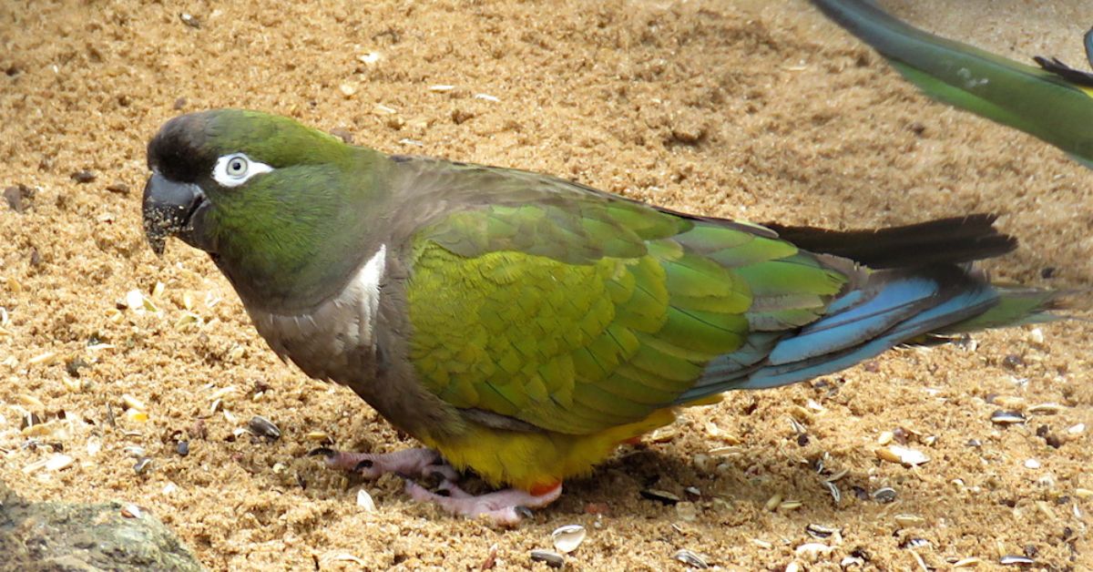 15 nejúžasnějších druhů papoušků a exotů [nejoblíbenější] | Hobbio.cz