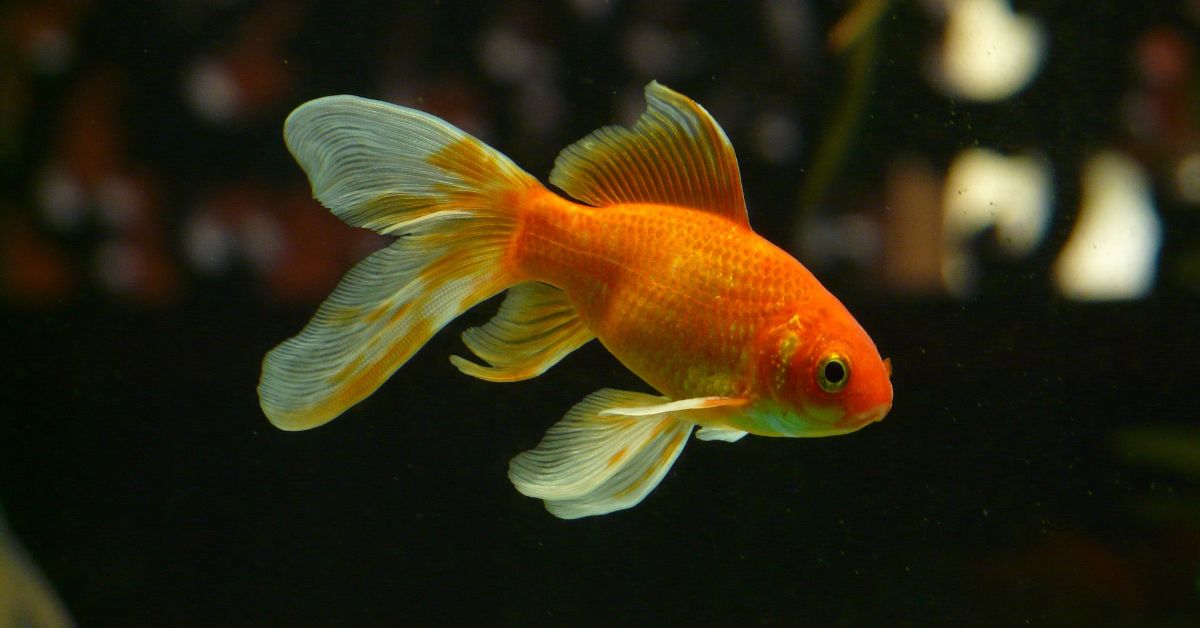 10 nejodolnějších rybiček do akvária pro začátečníky [nenáročné ...