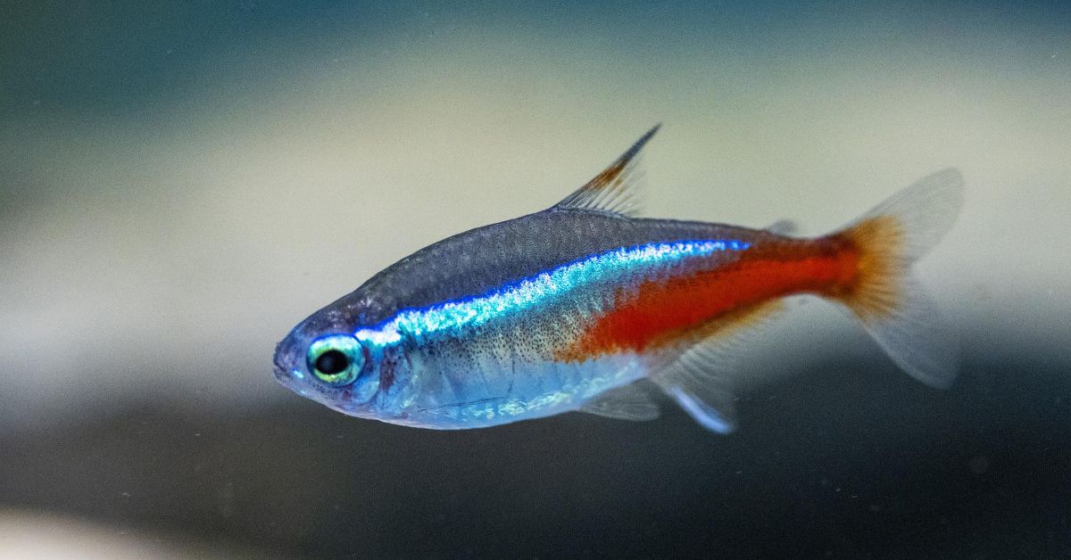 10 nejodolnějších rybiček do akvária pro začátečníky [nenáročné ...