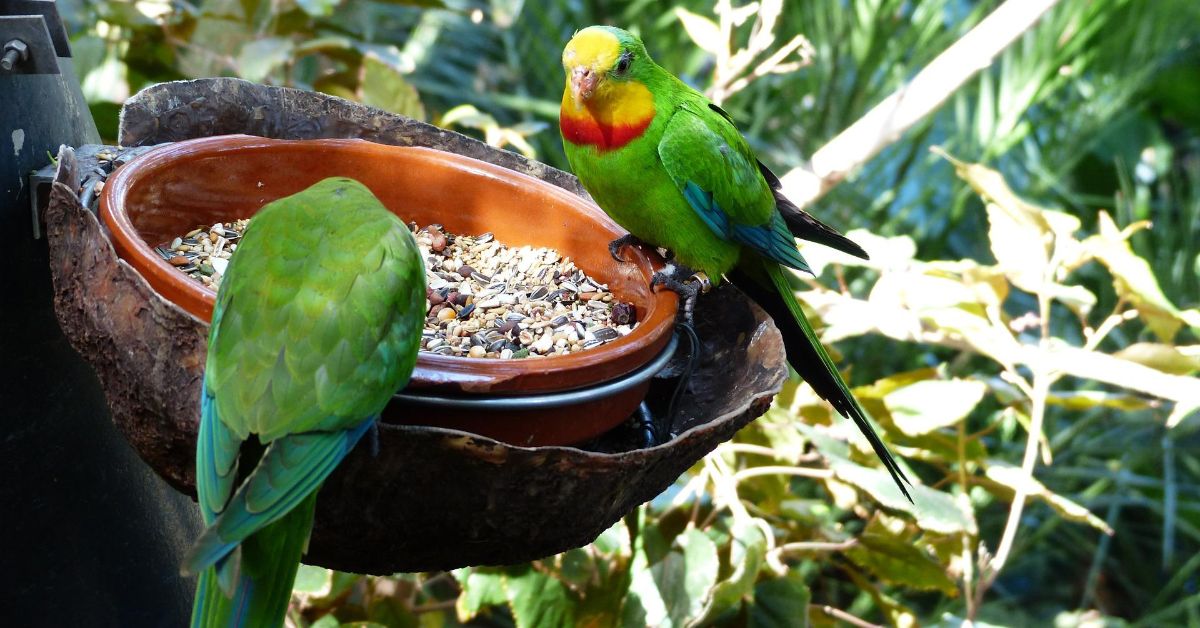 15 nejúžasnějších druhů papoušků a exotů [nejoblíbenější] | Hobbio.cz