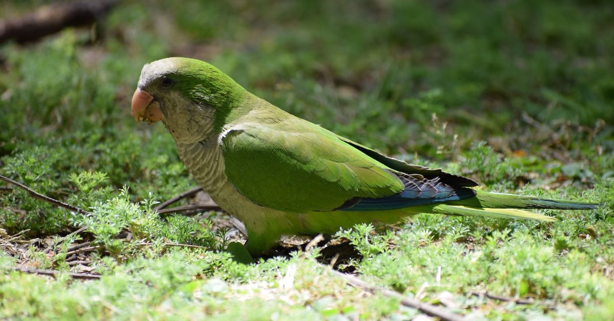 15 nejúžasnějších druhů papoušků a exotů [nejoblíbenější] | Hobbio.cz