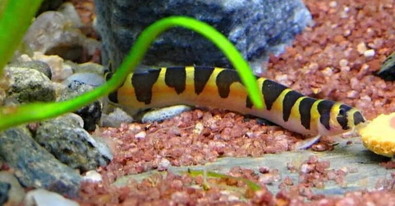 10 nejodolnějších rybiček do akvária pro začátečníky [nenáročné ...