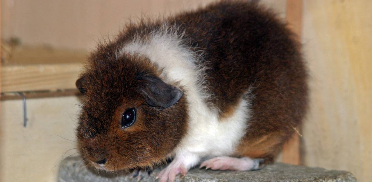 12 nejroztomilejších druhů morčat - oblíbená plemena | Hobbio.cz