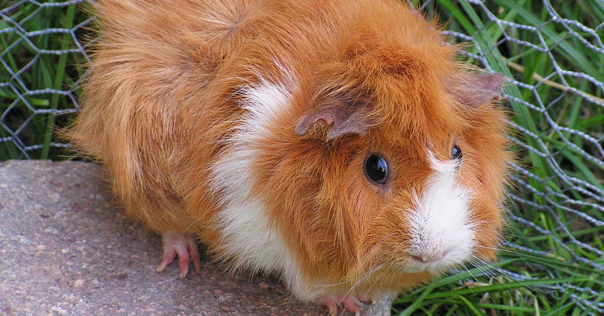 12 nejroztomilejších druhů morčat - oblíbená plemena | Hobbio.cz