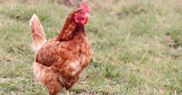 11 nejoblíbenějších plemen slepic, které hodně snáší | Hobbio.cz