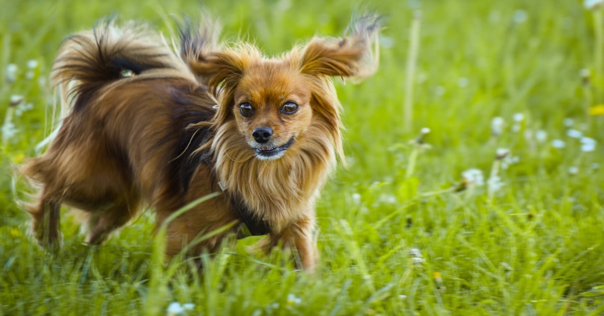 10 nejpopulárnějších psů s dlouhýma ušima | Hobbio.cz