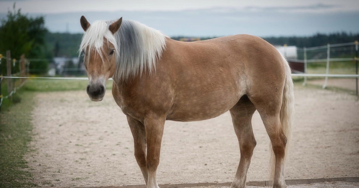 20 nejkrásnějších plemen koní | Hobbio.cz
