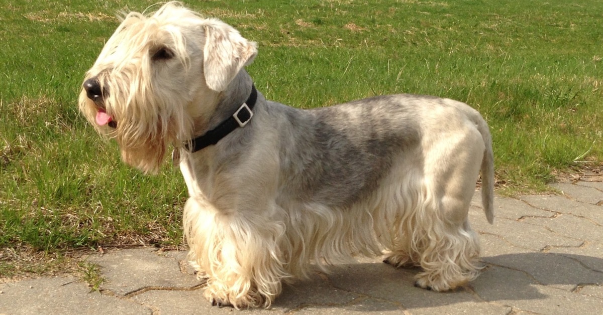 10 nejznámějších plemen teriérů - druhy teriérů [popis plemen] | Hobbio.cz