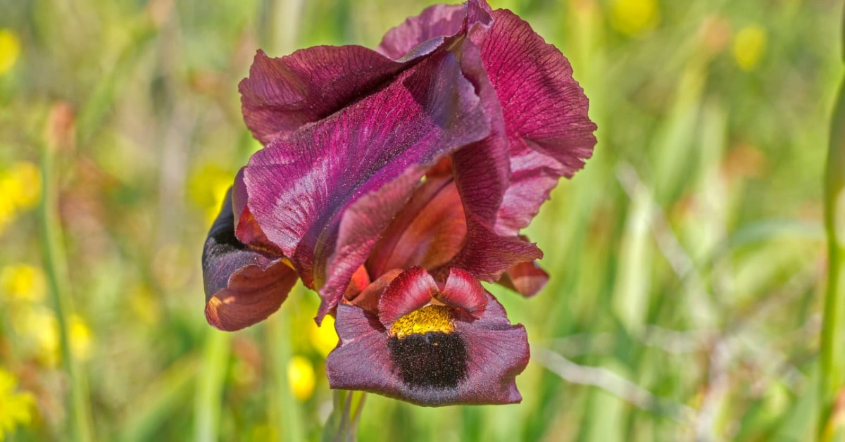 20 nejkrásnějších trvalých rostlin na přímé slunce | Hobbio.cz