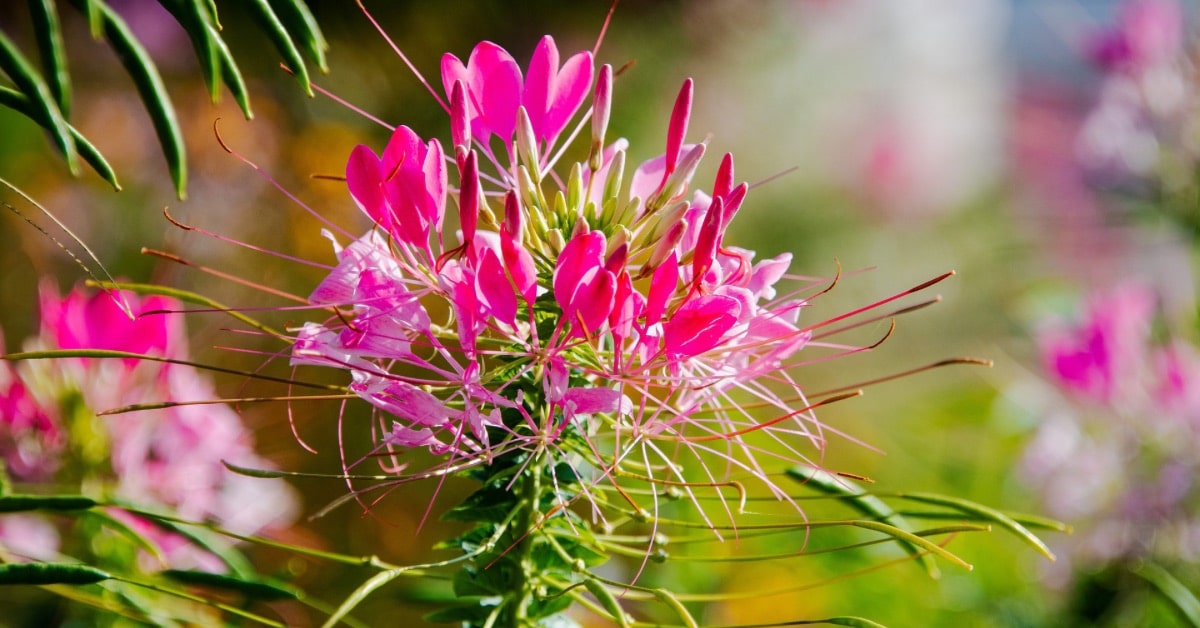 20 nejkrásnějších letniček do zahrady [na slunce i do stínu] | Hobbio.cz