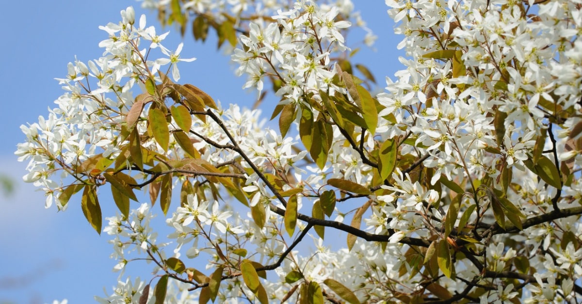 TOP 15: Nejhezčí okrasné stromy do zahrady (malé i velké) | Hobbio.cz