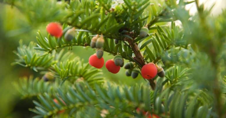 Nejrozšířenější jehličnaté stromy v ČR | Hobbio.cz