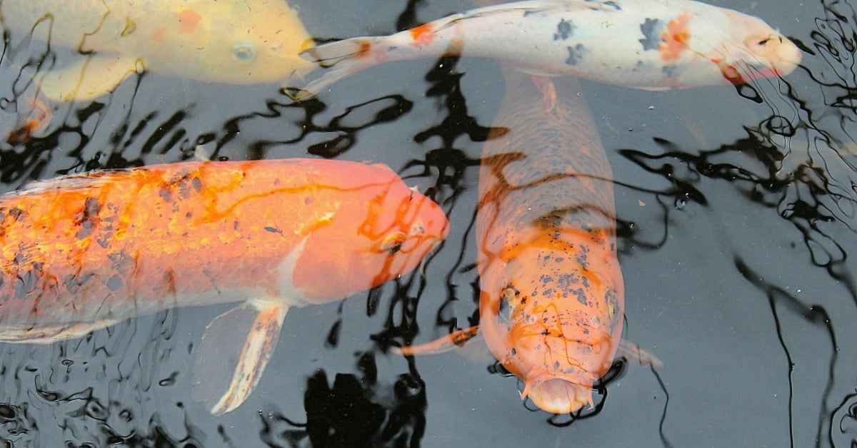 10 nejkrásnějších ryb do jezírka do zahrady: jezírkové ryby | Hobbio.cz