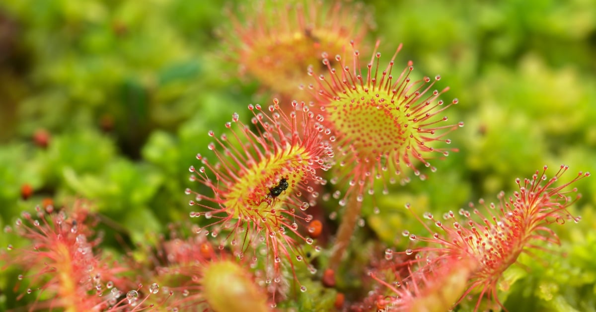 10 nejoblíbenějších masožravých rostlin na pěstování | Hobbio.cz