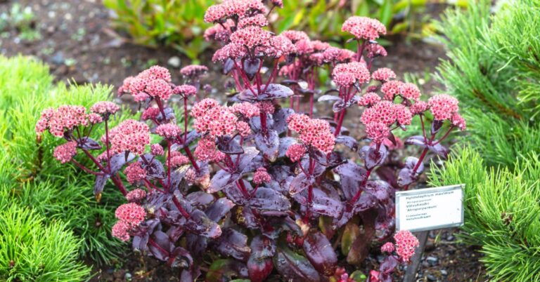 10 nejkrásnějších nízkých trvalých rostlin | Hobbio.cz