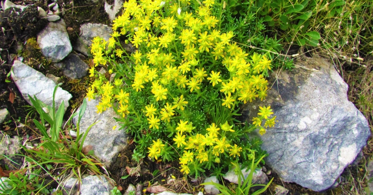 15 nejšťavnatějších medonosných rostlin do zahrady | Hobbio.cz