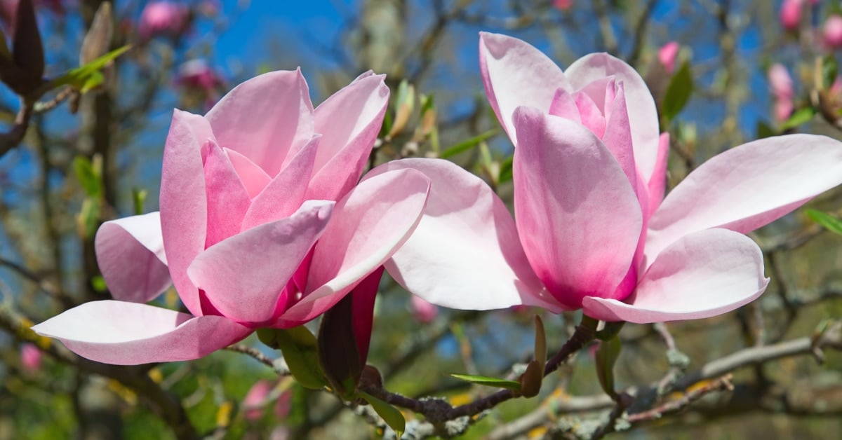 TOP 15: Nejhezčí okrasné stromy do zahrady (malé i velké) | Hobbio.cz