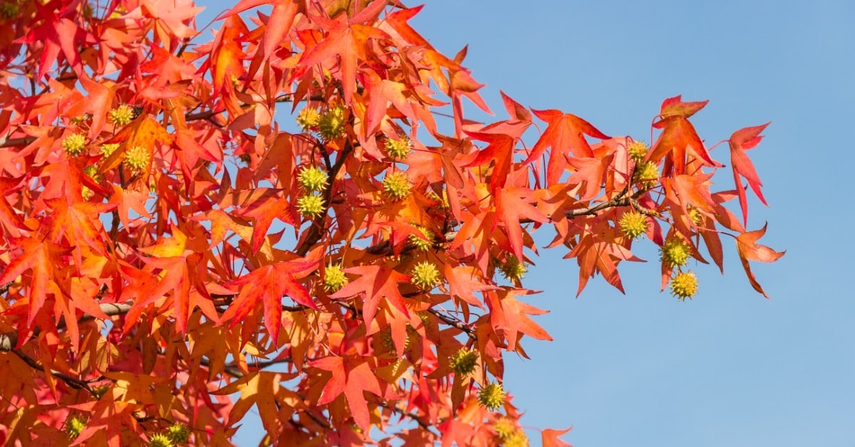 TOP 15: Nejhezčí okrasné stromy do zahrady (malé i velké) | Hobbio.cz