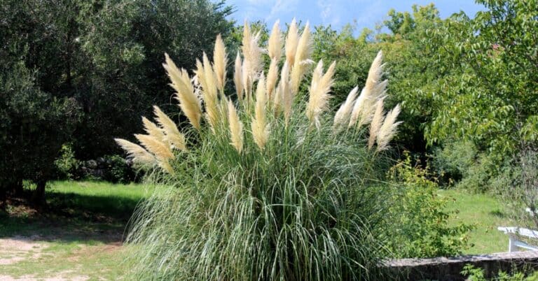 10 nejkrásnějších druhů okrasných trav do zahrady | Hobbio.cz