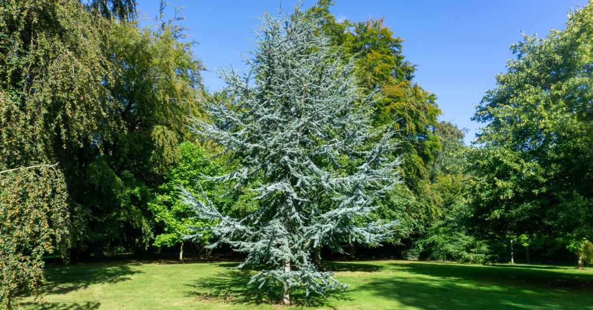 15 tipů na jehličnaté stromy do zahrady | Hobbio.cz