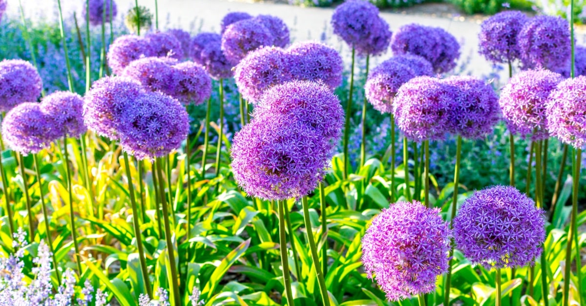 15 nejoblíbenějších jarních květin na zahradu | Hobbio.cz