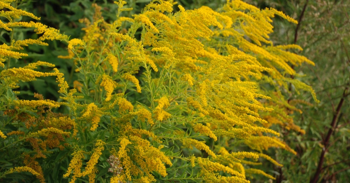 20 nejznámějších léčivých rostlin a bylin [účinky] | Hobbio.cz