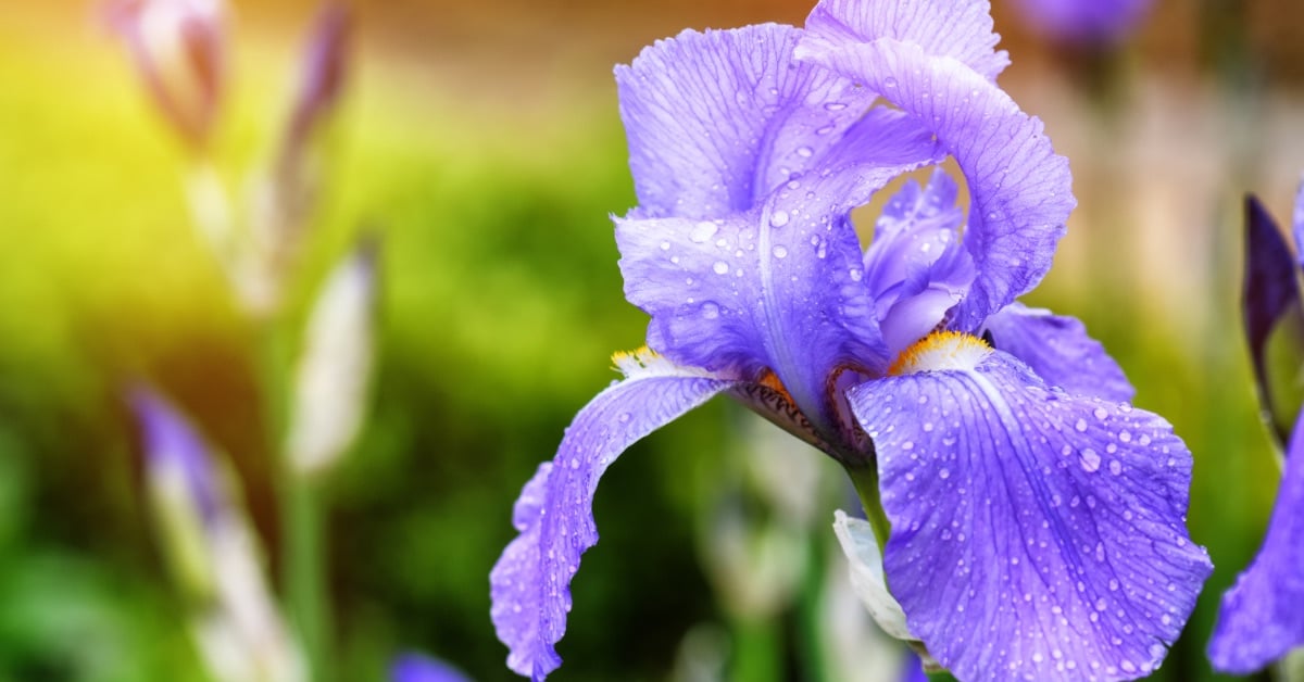 10 nejkrásnějších řezaných květin do vazby / kytice | Hobbio.cz