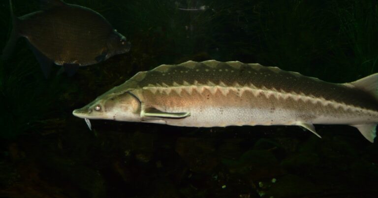 10 nejkrásnějších ryb do jezírka do zahrady: jezírkové ryby | Hobbio.cz