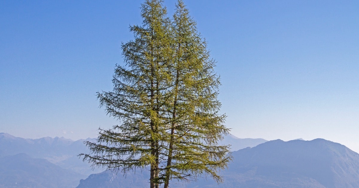 6 opadavých jehličnanů, které si můžete vypěstovat | Hobbio.cz