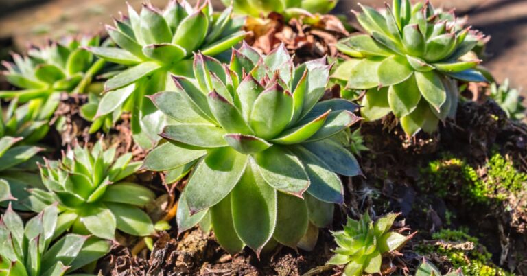 20 nejkrásnějších trvalých rostlin na přímé slunce | Hobbio.cz