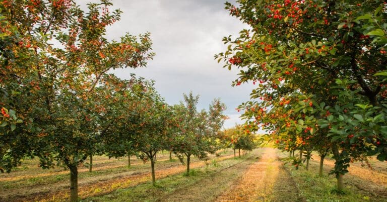 Nejrozšířenější listnaté stromy v ČR | Hobbio.cz