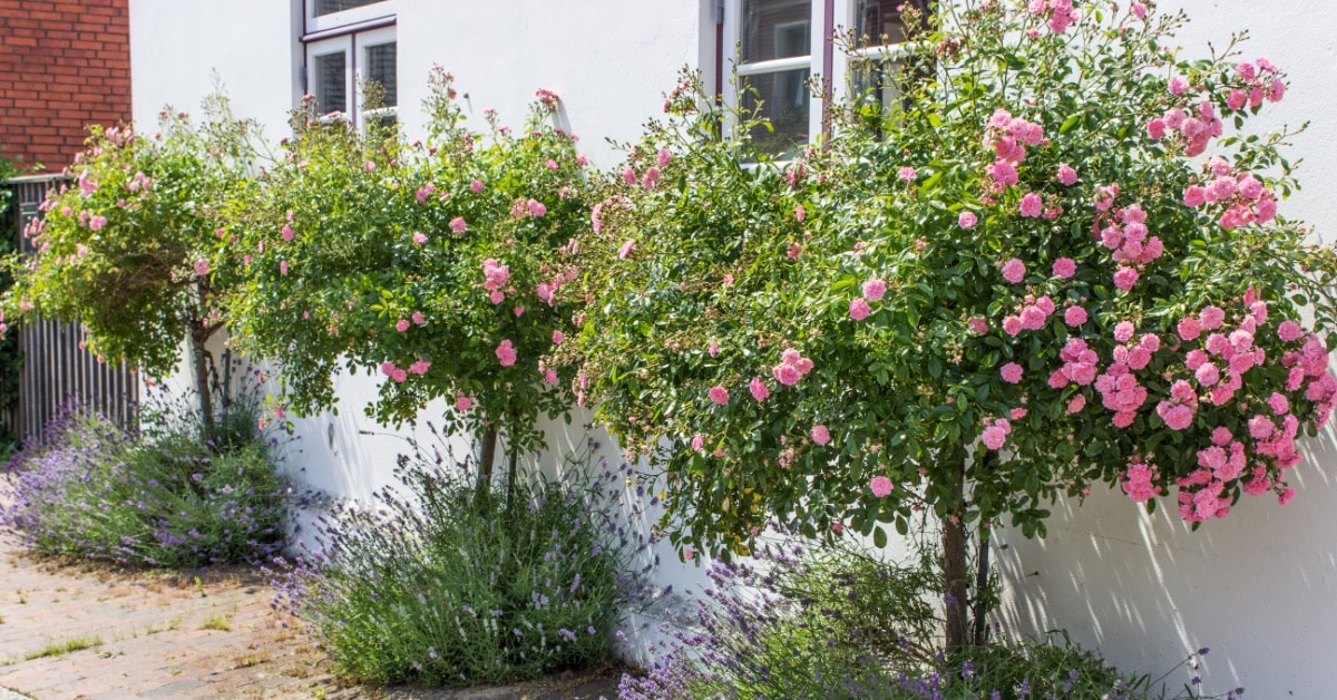 TOP 15: Nejhezčí okrasné stromy do zahrady (malé i velké) | Hobbio.cz