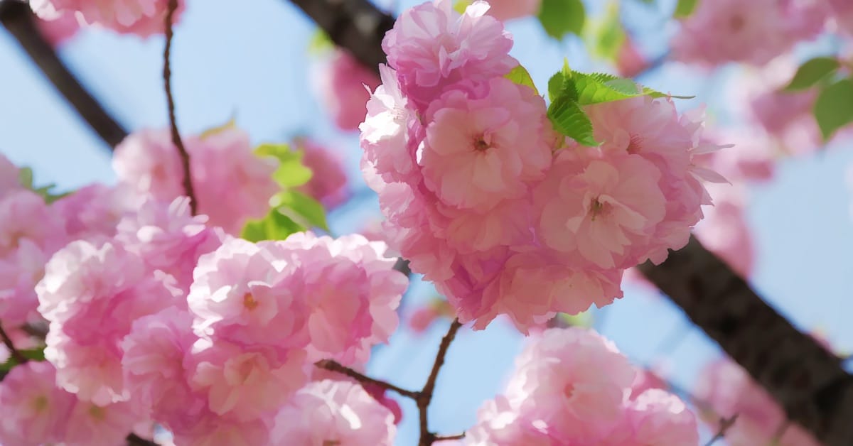 TOP 15: Nejhezčí okrasné stromy do zahrady (malé i velké) | Hobbio.cz