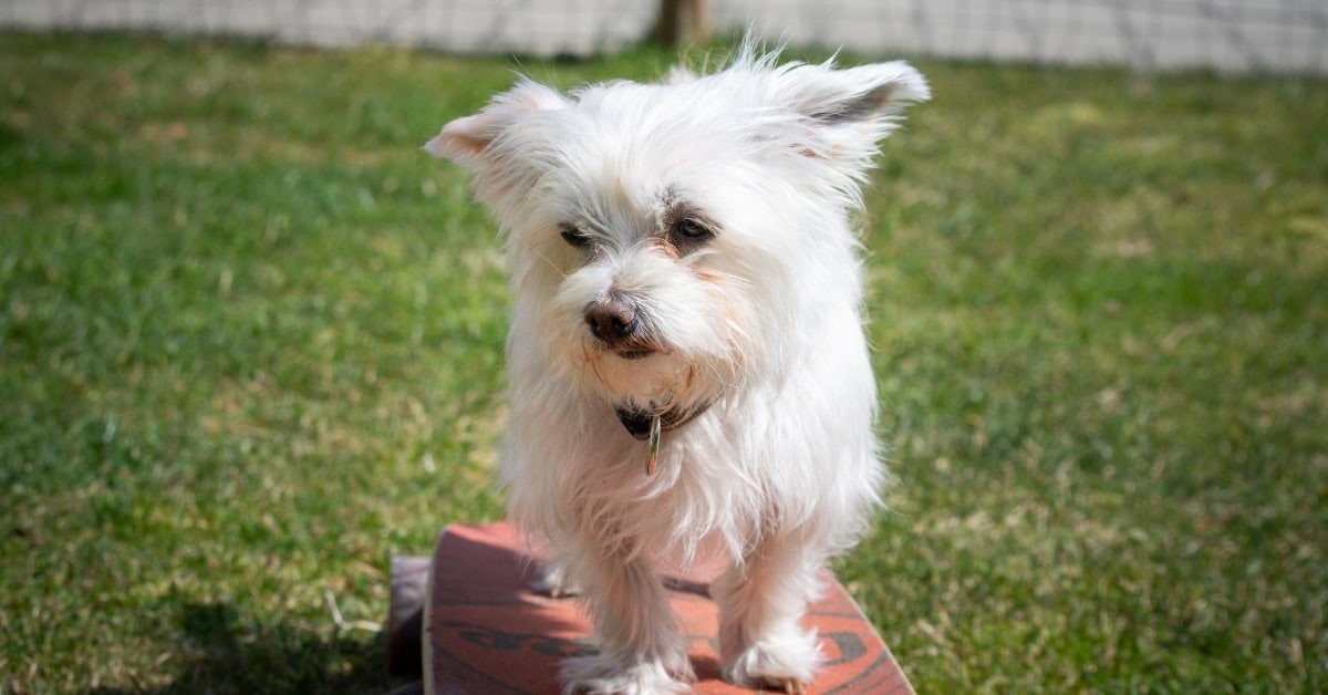 10 nejvoňavějších psů: plemena, co nesmrdí [bez zápachu] | Hobbio.cz