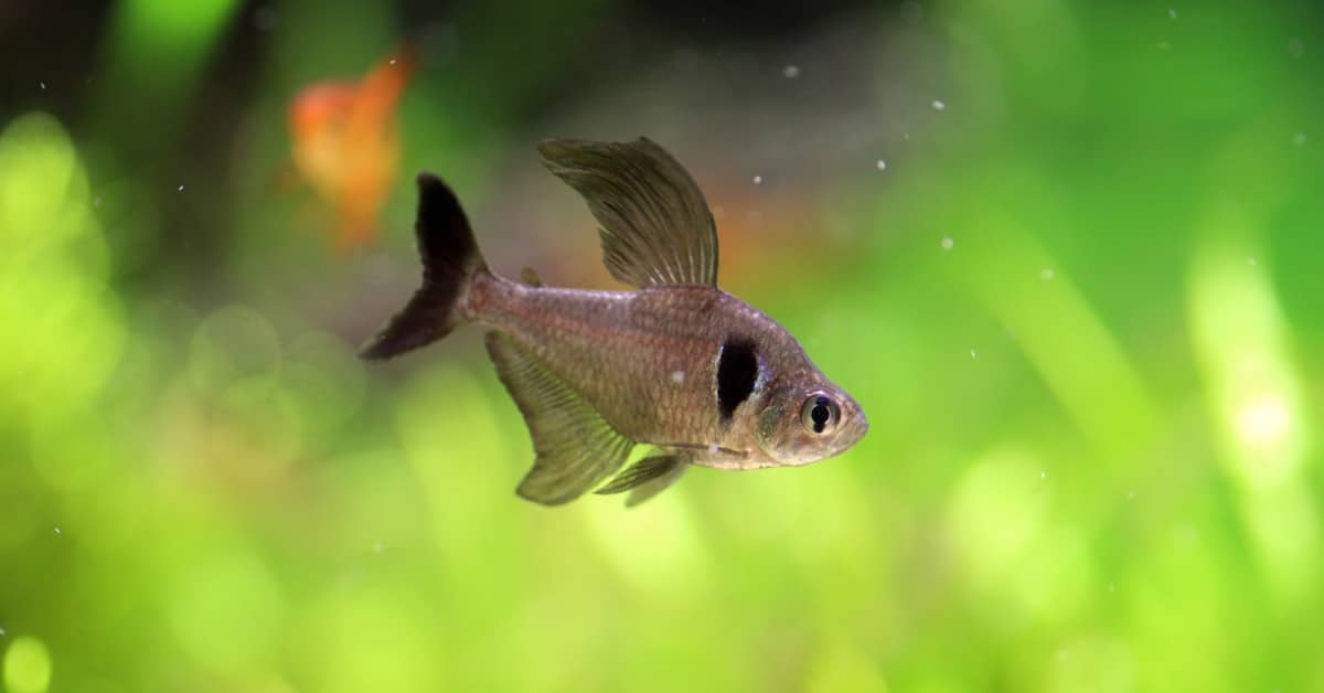 10 dravých akvarijních ryb, jež si můžete pořídit [masožravé] | Hobbio.cz