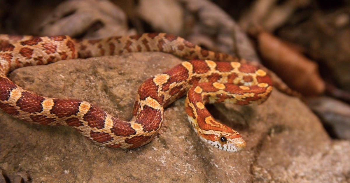 9 nejchovanějších druhů hadů v ČR i ve světě | Hobbio.cz