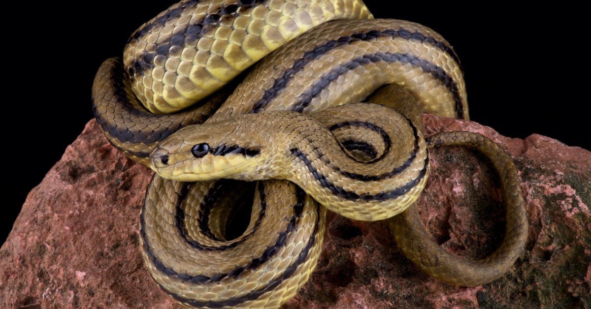 9 nejchovanějších druhů hadů v ČR i ve světě | Hobbio.cz