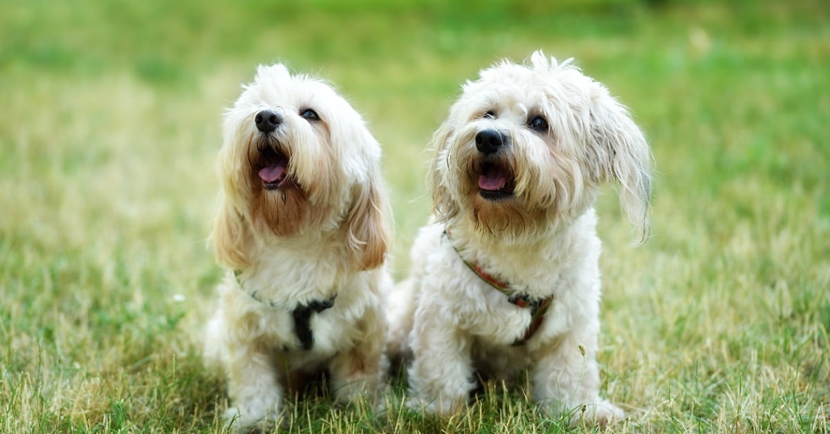 Nejlepší malá plemena psů do bytu: gaučový drobek | Hobbio.cz