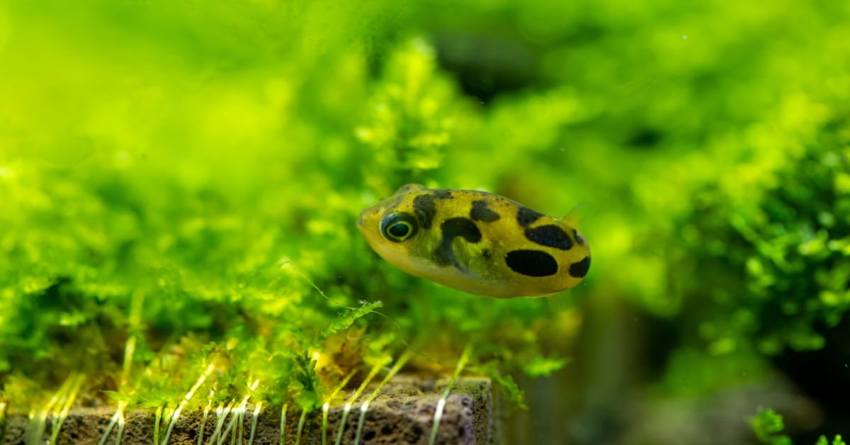 10 dravých akvarijních ryb, jež si můžete pořídit [masožravé] | Hobbio.cz